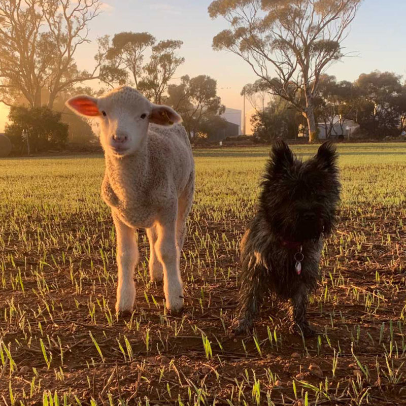 Lowe Farms - South Australian Premium Chaff, Hay & Straw