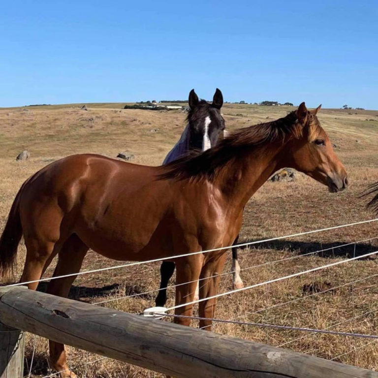 Lowe Farms - South Australian Premium Chaff, Hay & Straw