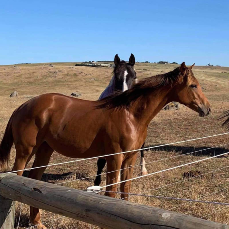 Lowe Farms - South Australian Premium Chaff, Hay & Straw